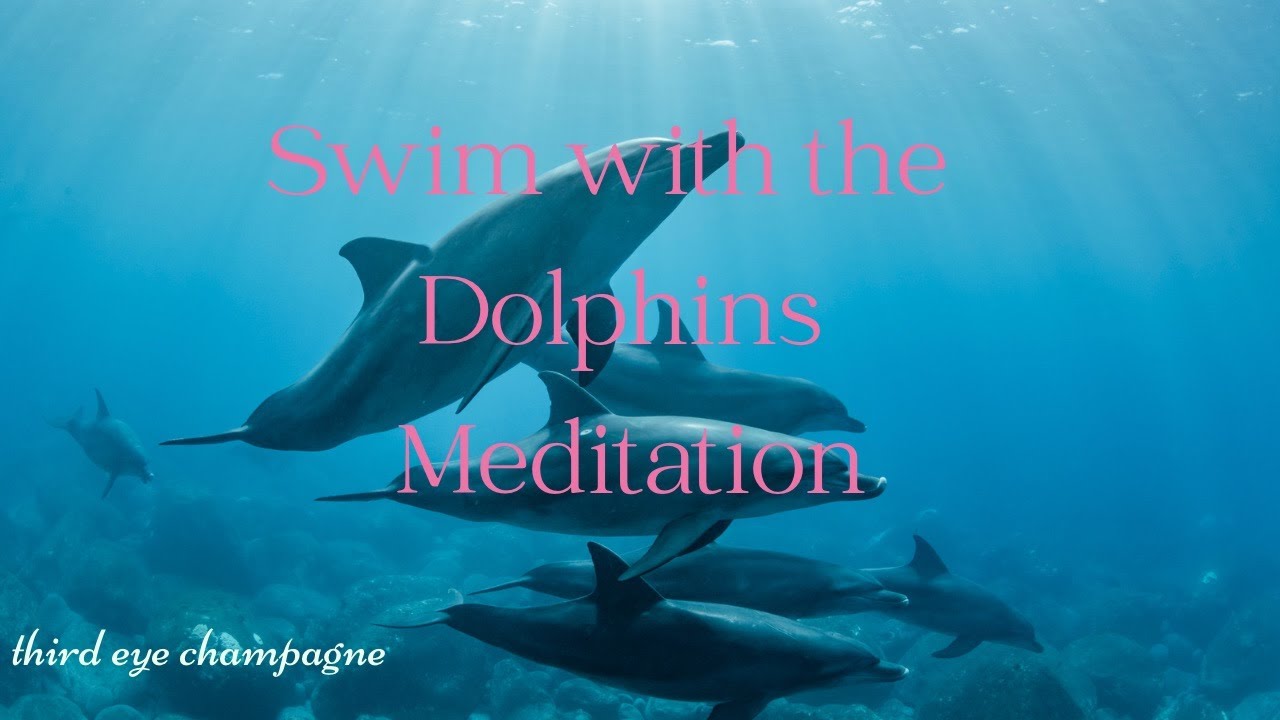 Swim with the Dolphins Meditation - YouTube