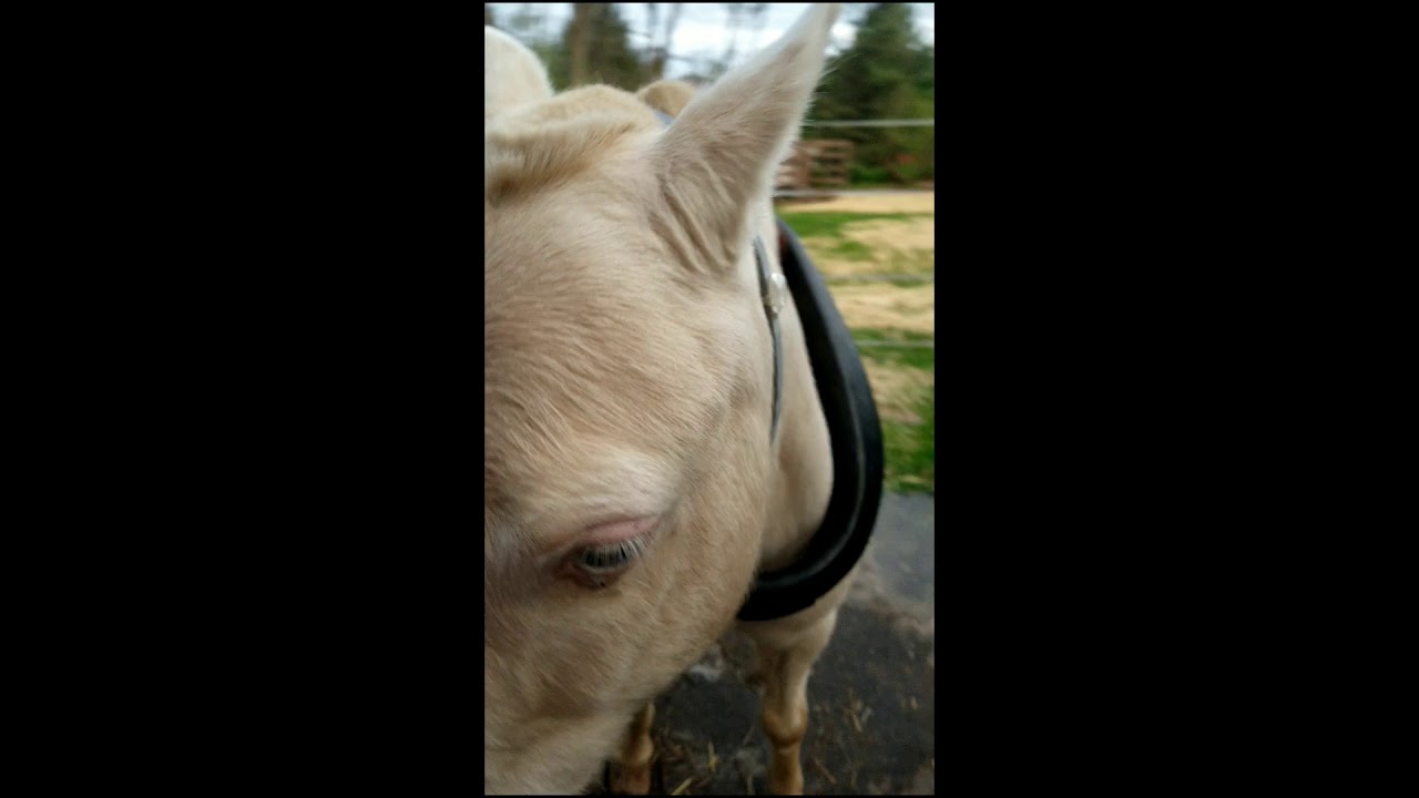 Talking and showing the difference between a full face collar and a ...