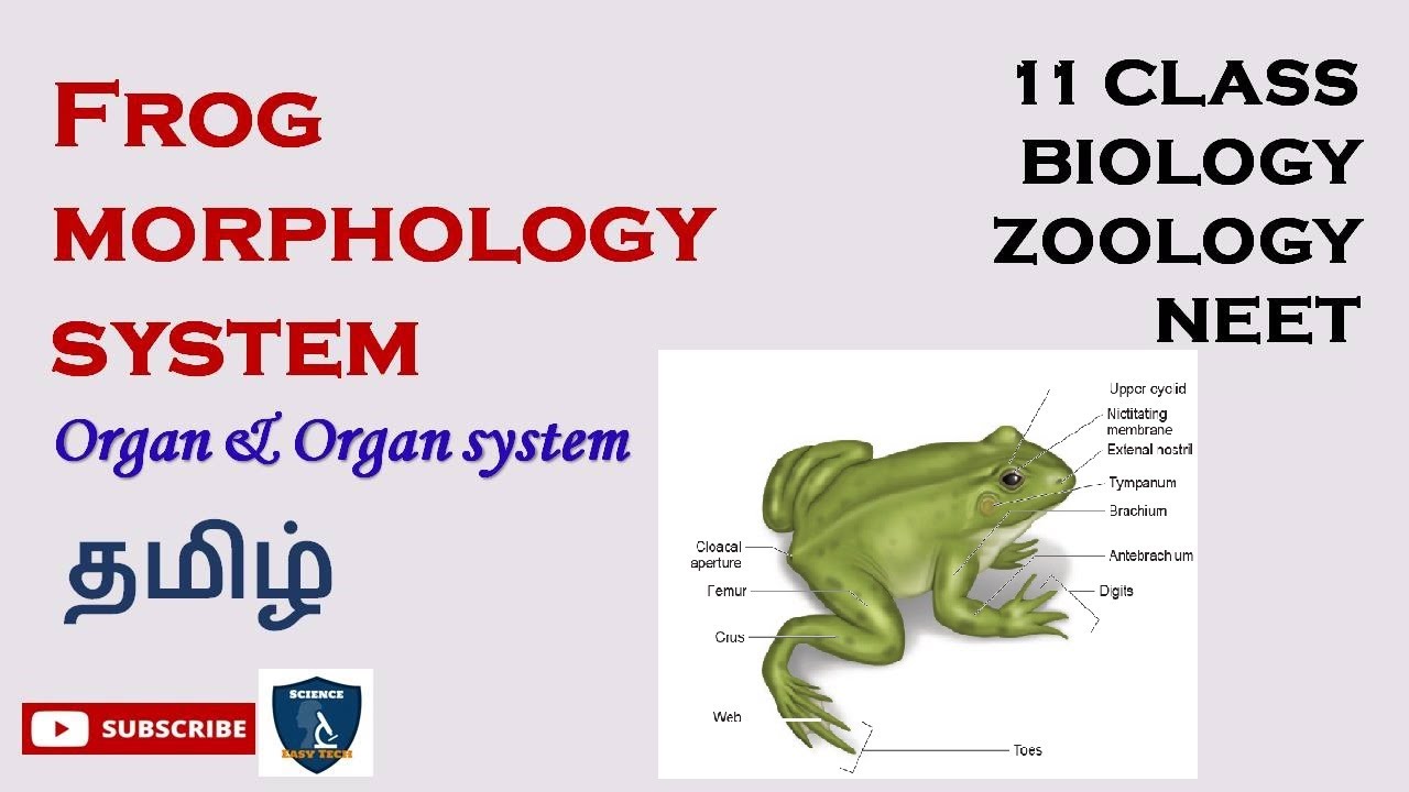 Frog Morphology in Tamil | Organ and Organ Systems in Animals I Zoology ...