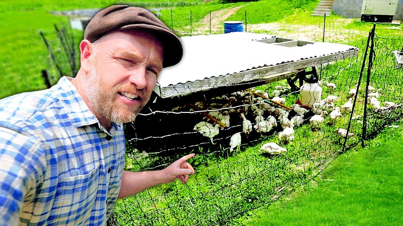 Putting 150 Chickens + Turkeys Out to Pasture - YouTube
