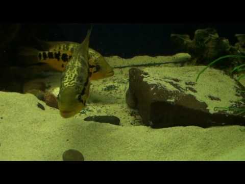 Parachromis motaguensis (False yellowjacket cichlid) - YouTube