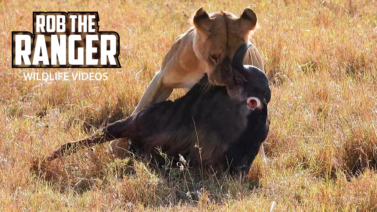 Lion Pride Feed On, And Move, A Gnu | Maasai Mara Safari | Zebra Plains ...