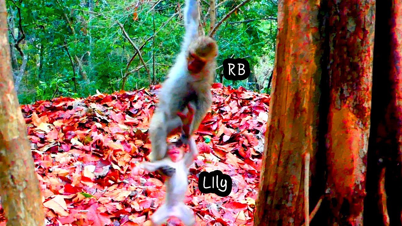 RB drop Lily down without pity !A touching moment as Libby starts ...
