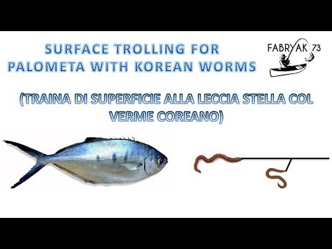 Surface trolling for palometa with korean worms (Traina alla leccia ...