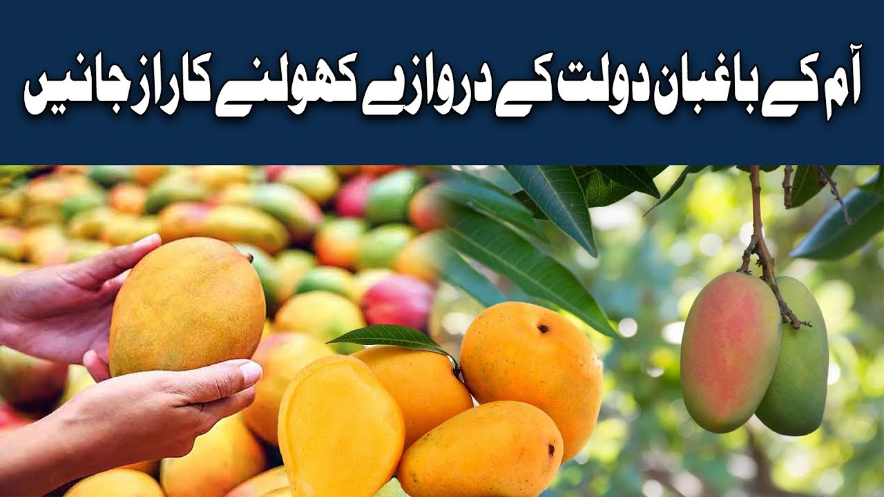 Aam ka Bagh Aur Phal Kase Sumbhalen |How To Care Your Mango Fruits ...