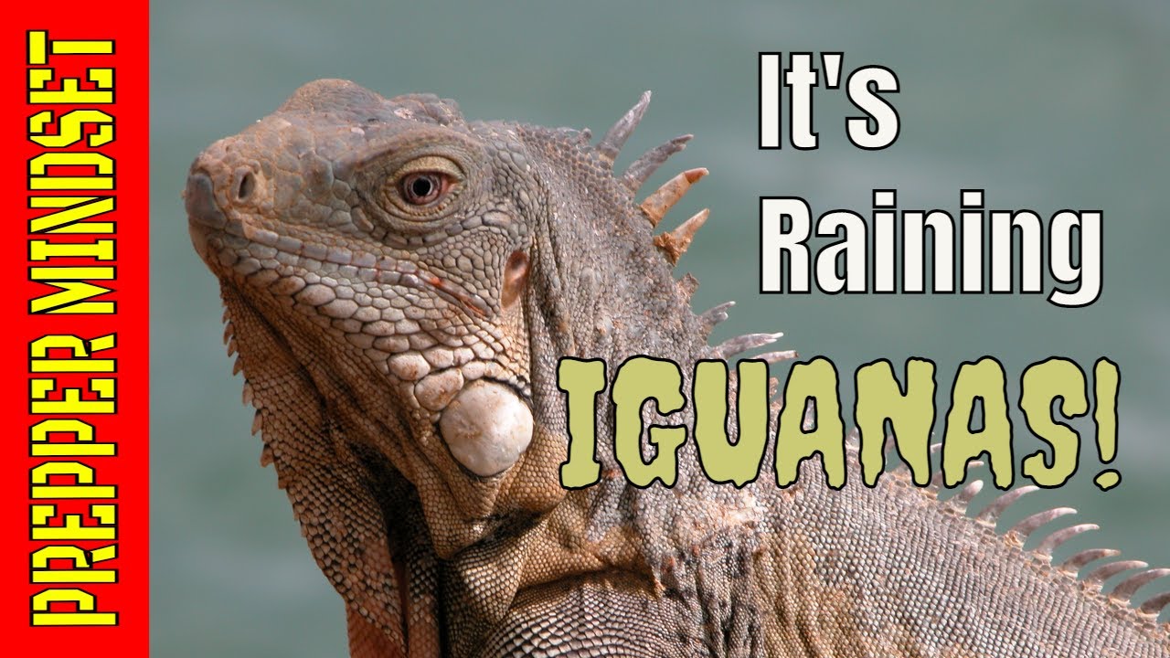 It's raining iguanas! - YouTube