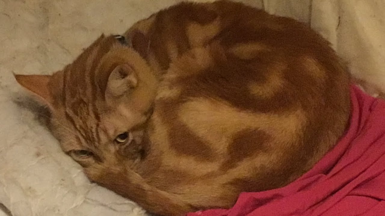 ||Got a secret?||FT OC’S: Subject 666 [the red demon], Subject 306 [the ...