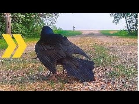 Grackle Dance, Iridescent Grackles Making the Moves in the Driveway ...