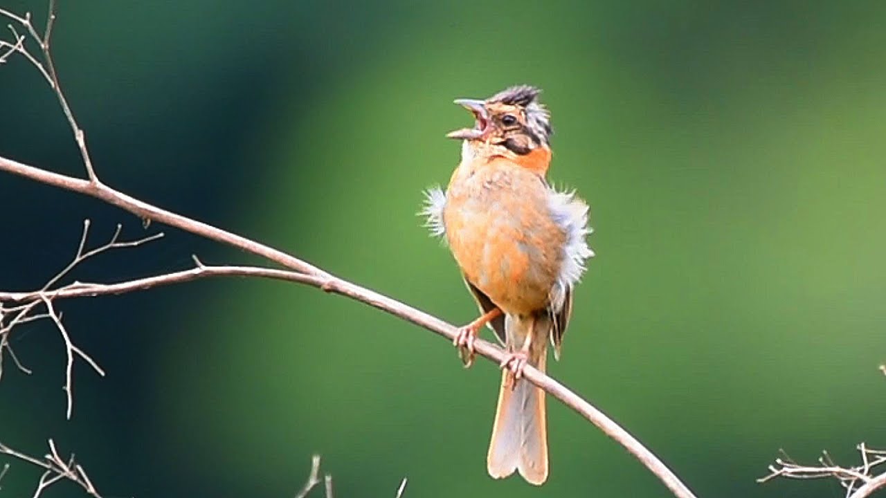 Tico tico Jesus meu Deus cantando com 2 notas de arremate coisa linda ...