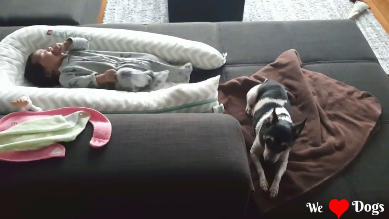 Cute Dog babysitting Dog loves baby - YouTube