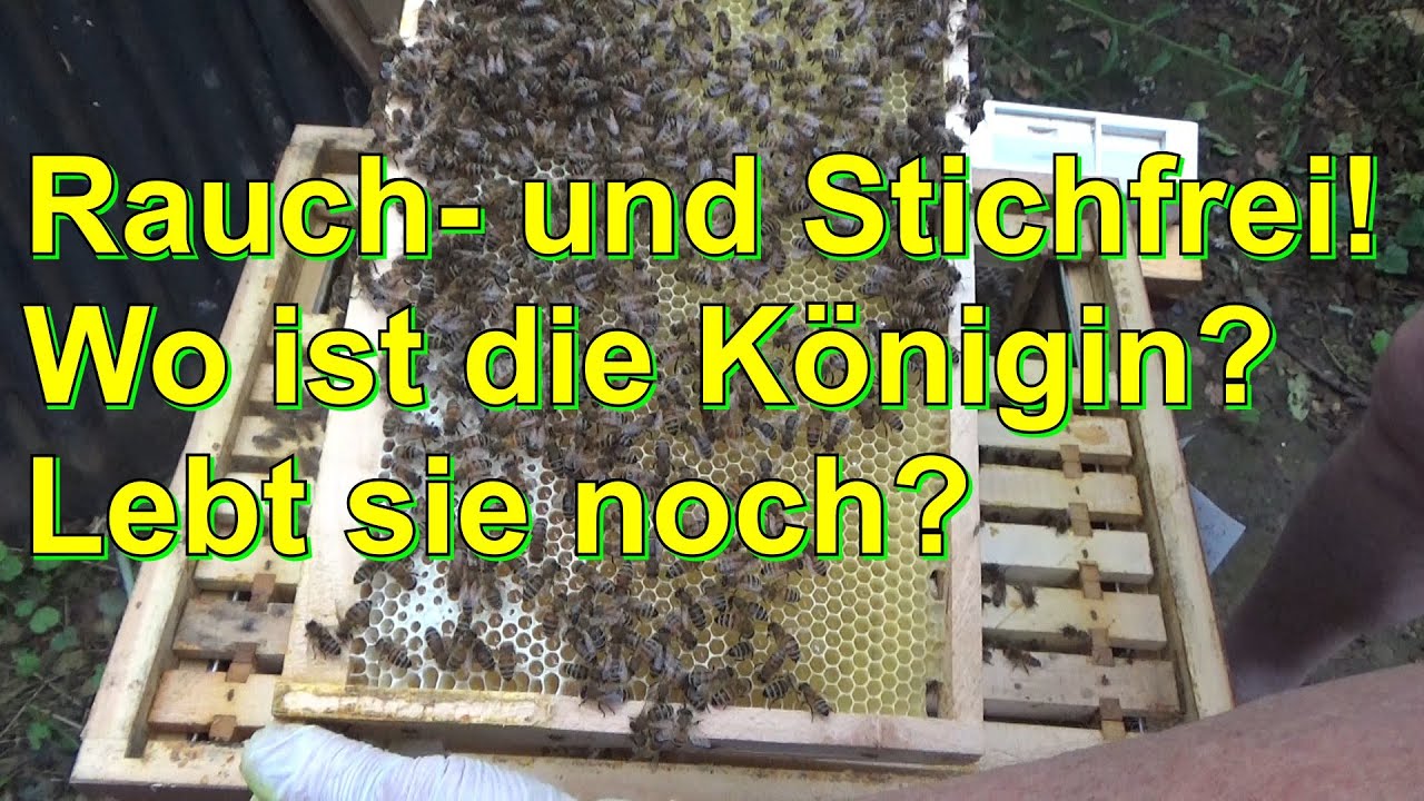 Rauch- und Stichfrei! Wo ist die Königin? Lebt sie noch? - YouTube