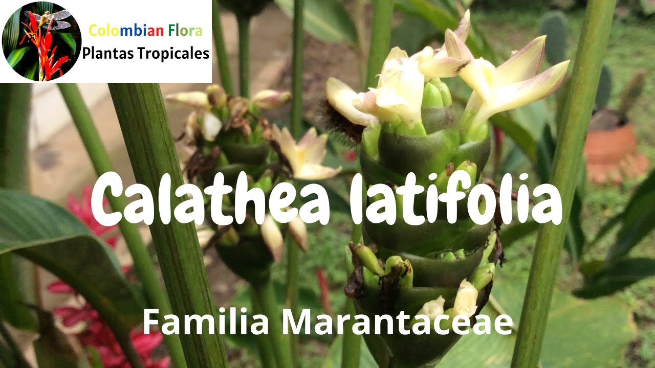 Calathea latifolia, bijao o maturuco, espectacular planta tropical # ...