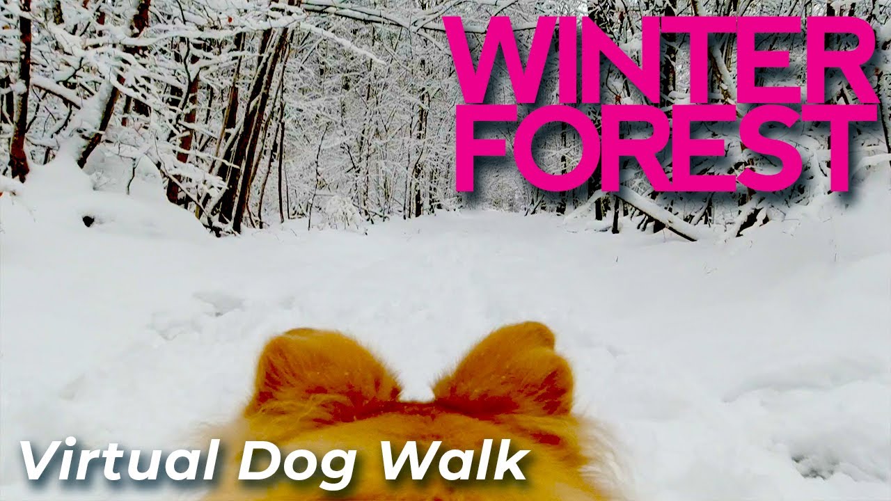 Snowy paws in winter wonderland | VIRTUAL DOG WALK in the snow | dog ...