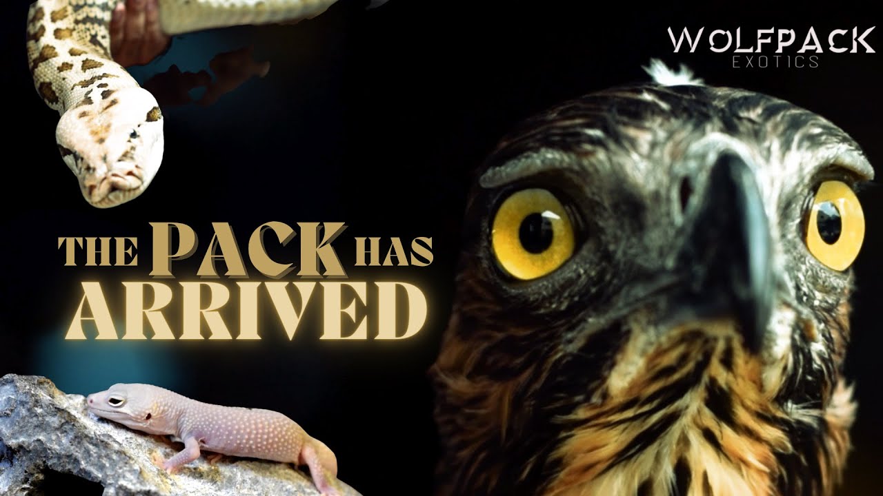 WOLFPACK EXOTICS | WELCOME TO OUR YOUTUBE CHANNEL! - YouTube