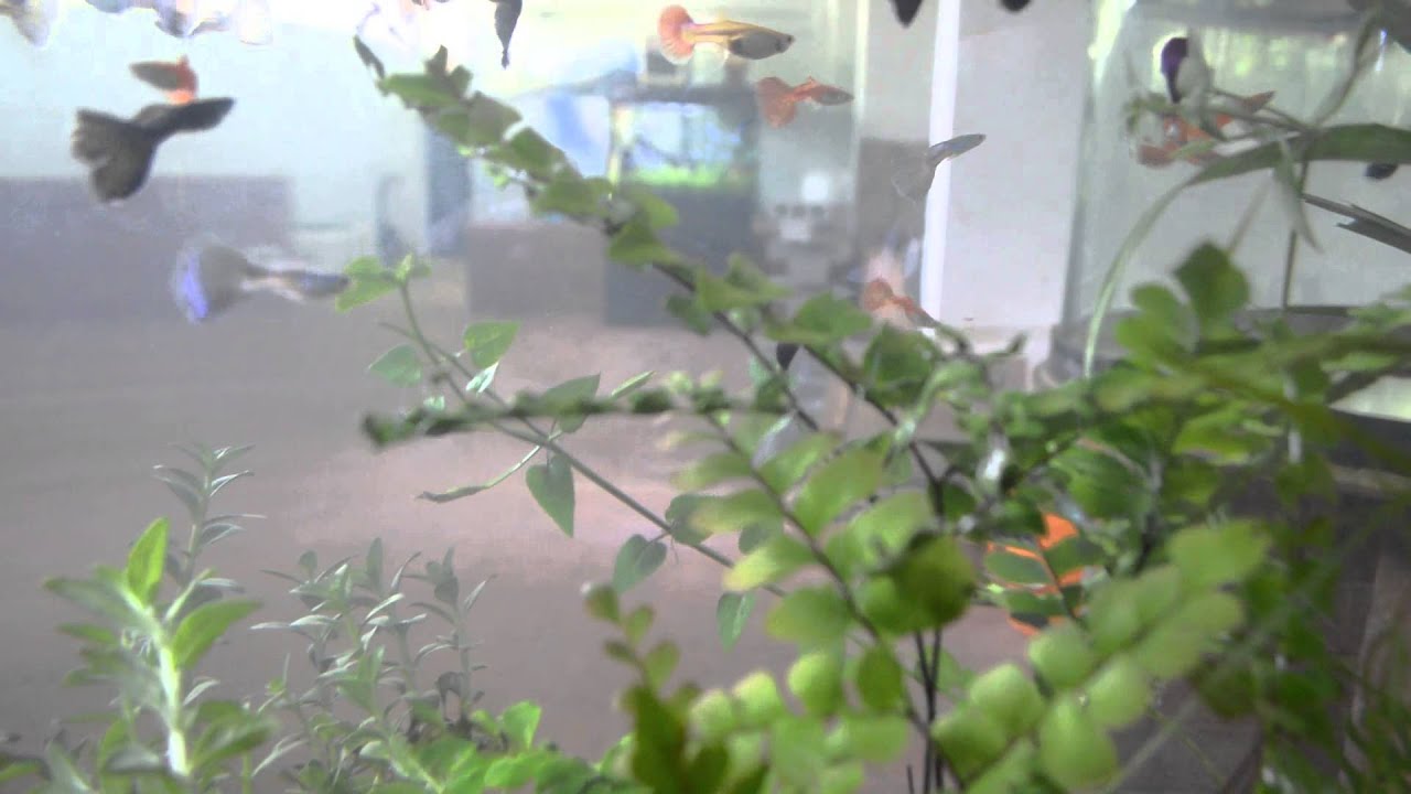 Ornamental Fish Farming | RAD Aquasystem - YouTube