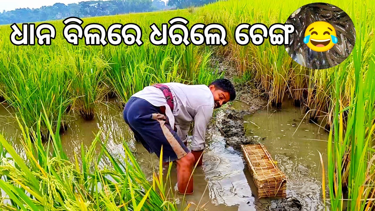 ଧାନ ବିଲରେ ଧରି ଚେଙ୍ଗ ମାଛ 😂 ହେଲେ ଲୋକହସା l Chenga Machha l Gouranga Nayak ...