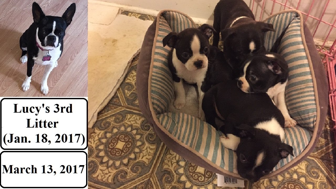 Lucy's Third Litter (Jan. 18, 2017) Boston Terrier Puppies—March 13 ...
