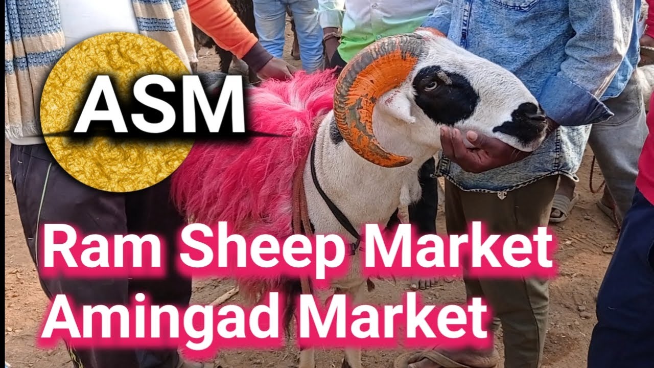 Episode -102 | Amingad Ram Sheep Market | Amingad Market, Bagalkot ...