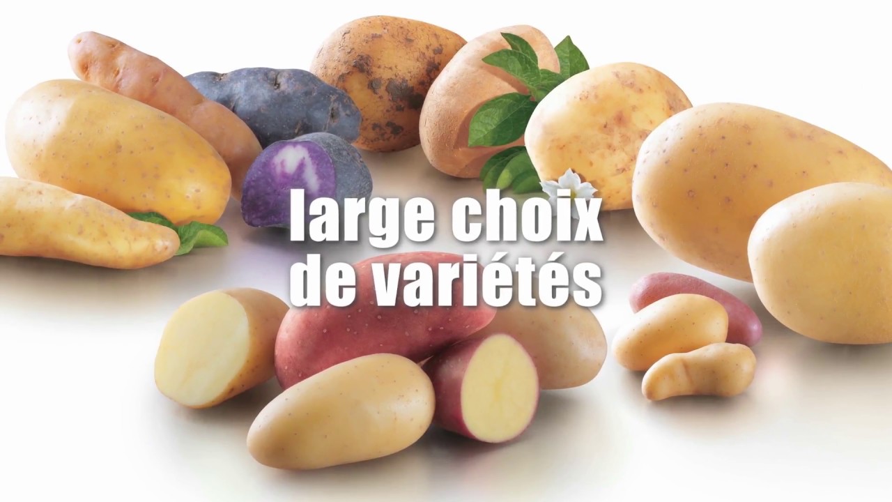 Pom'Alliance n°1 de la pomme de terre en France - YouTube