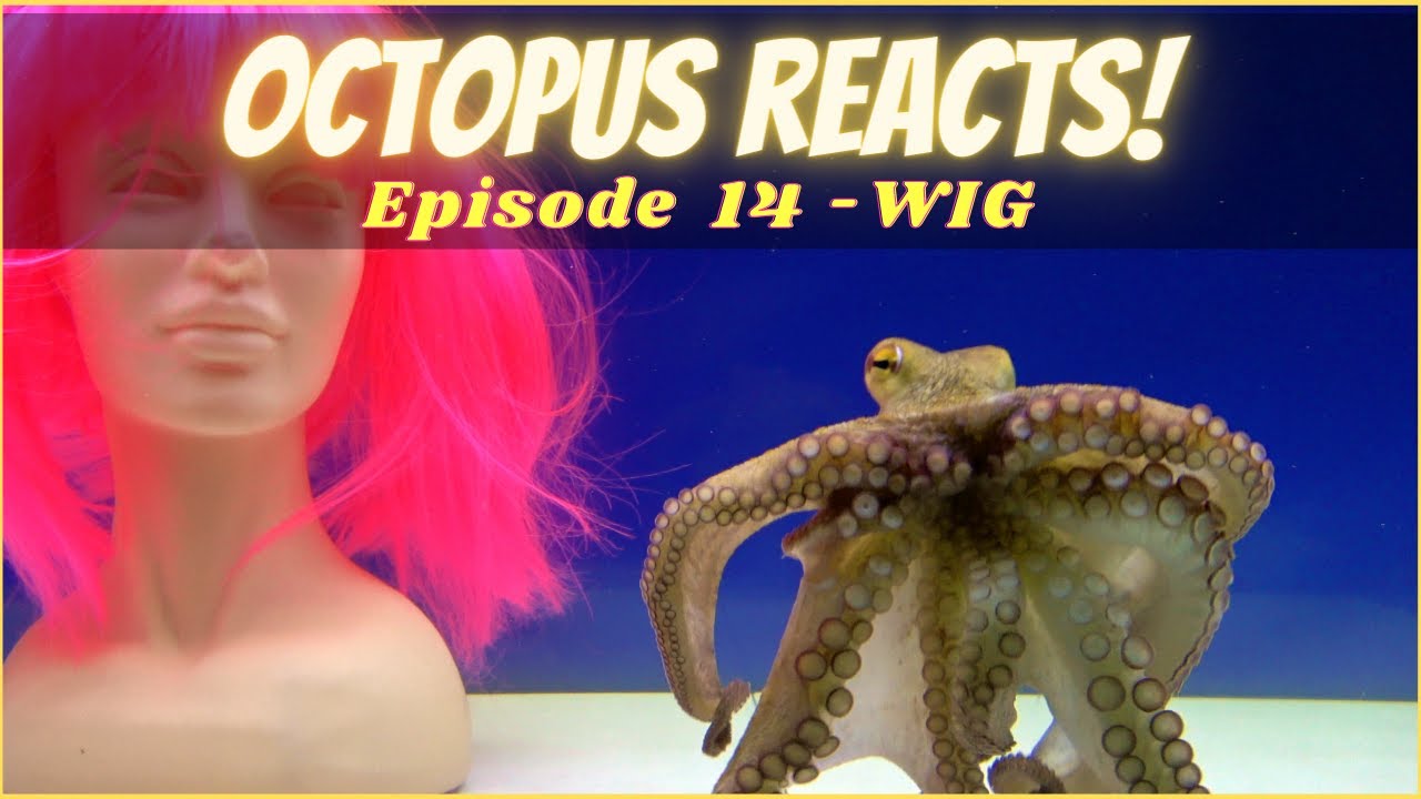 Octopus Reacts to Wig - Episode 14 - YouTube