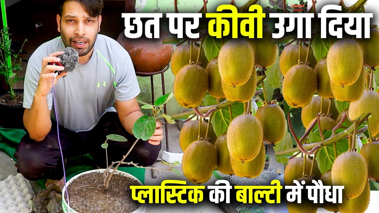 घर में कीवी उगाने का तरीका | How to Grow Kiwi Fruit Plants | How to Grow Kiwi | Growing Kiwi ...