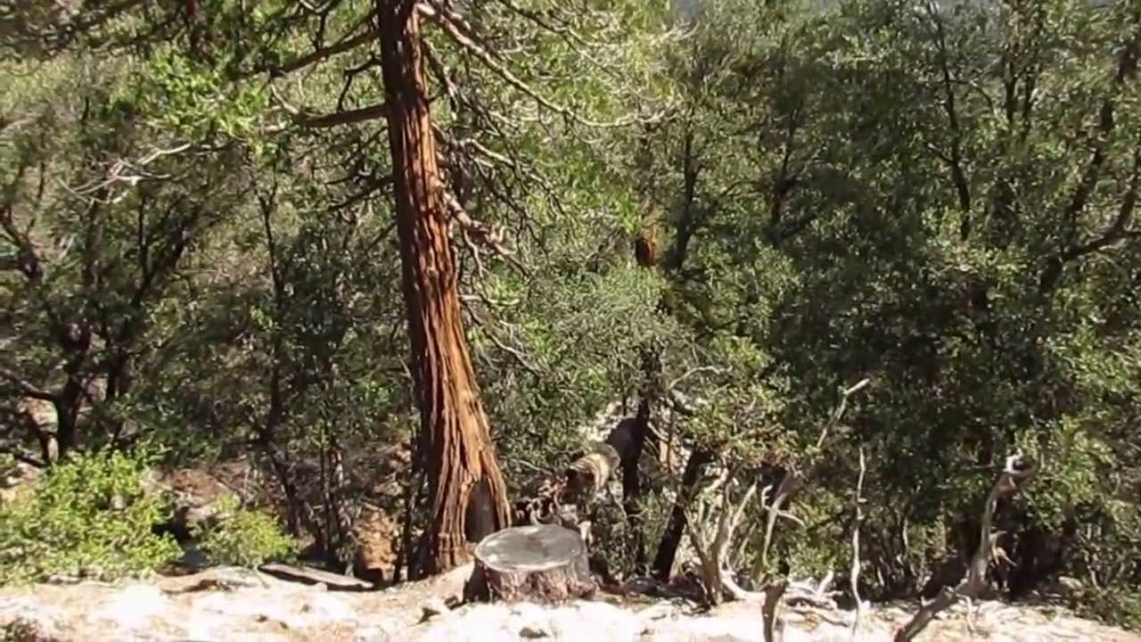 Idyllwild Nature Center - Hillside Trail - YouTube