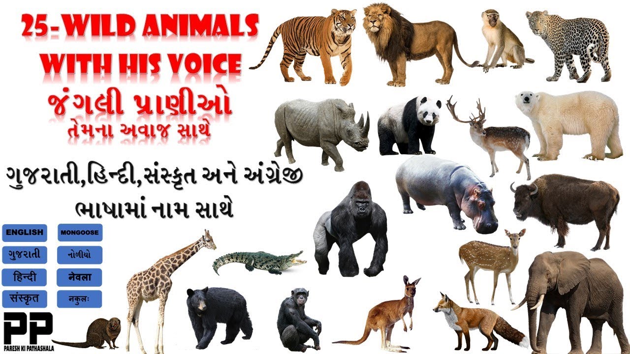 #WILDANIMALS 25 WILD ANIMALS WITH HER VOICE જંગલી પ્રાણીઓ તેમના અવાજ ...