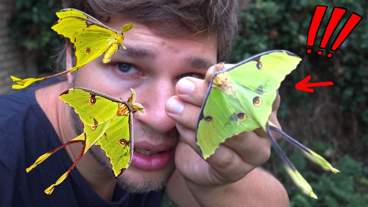 African Moon Moth CARE: HOW to BREED them? / Argema mimosae in MothCycles (ft. Bart Coppens ...