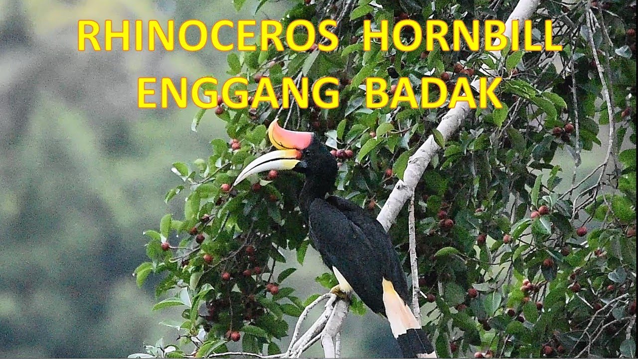 Rhinoceros Hornbill at National Park Pahang @ Enggang Badak di Taman ...