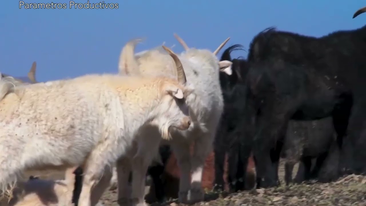 Razas caprinas productoras de fibra - YouTube