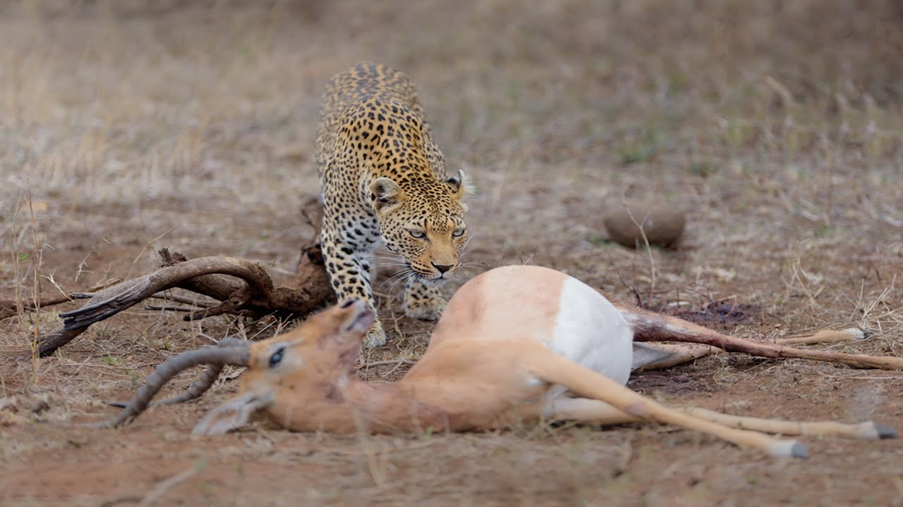 Leopard Hunting Impala In The Wild - YouTube