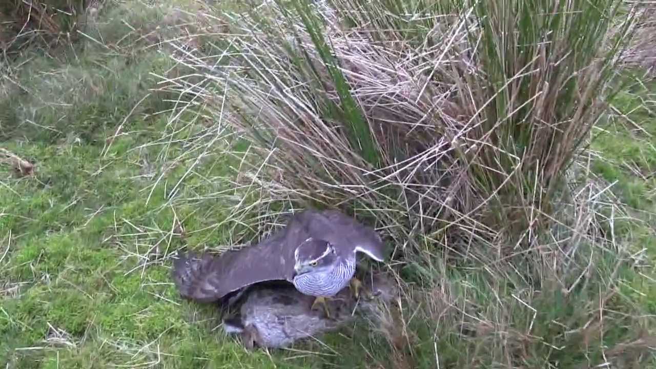 Rabbit Hawking with Female Finnish Goshawk - YouTube
