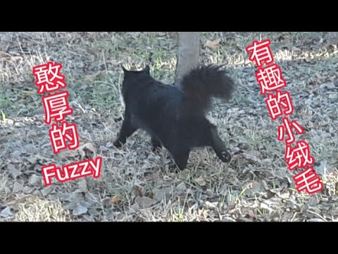憨厚的 Fuzzy. 有趣的小绒毛 Fuzzy, What are you doing？12102022[美国生活]【依然有爱的中美跨国婚姻 ...