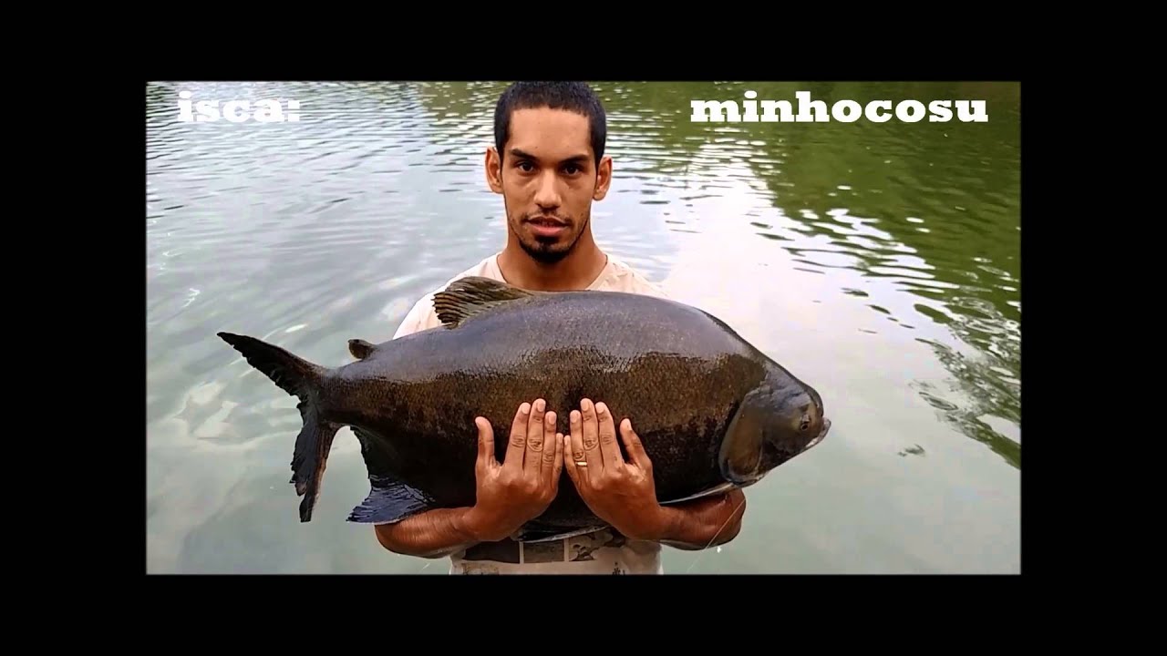 Pesqueiro Castelinho 2016 - Pescaria 03 D.Alarcon - YouTube