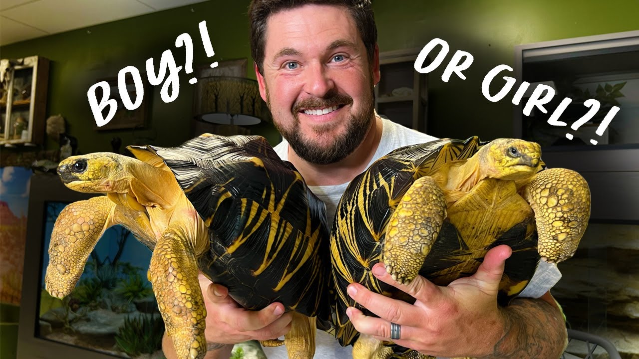 MALE or FEMALE TURTLE? (How to Know) - YouTube