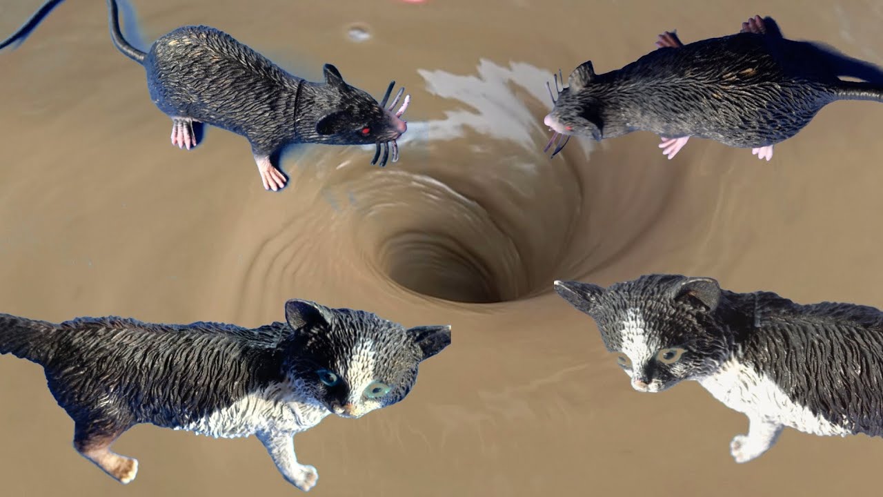 Relaxing Water Hole Cat and Mouse get sucked into Whirlpool - YouTube