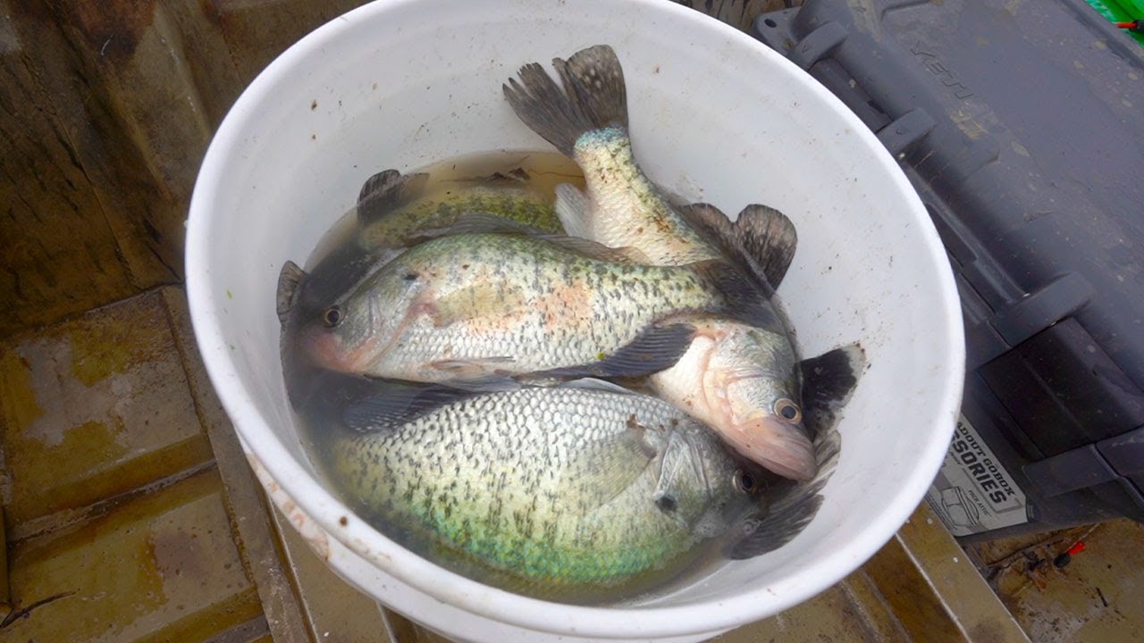 Spawning crappie In A Creek (Catch Clean Cook) STACKED - YouTube