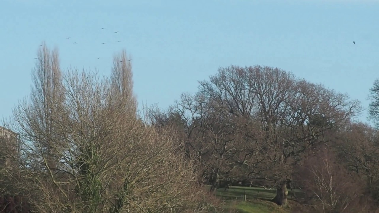 Crows Attacking Buzzard - YouTube