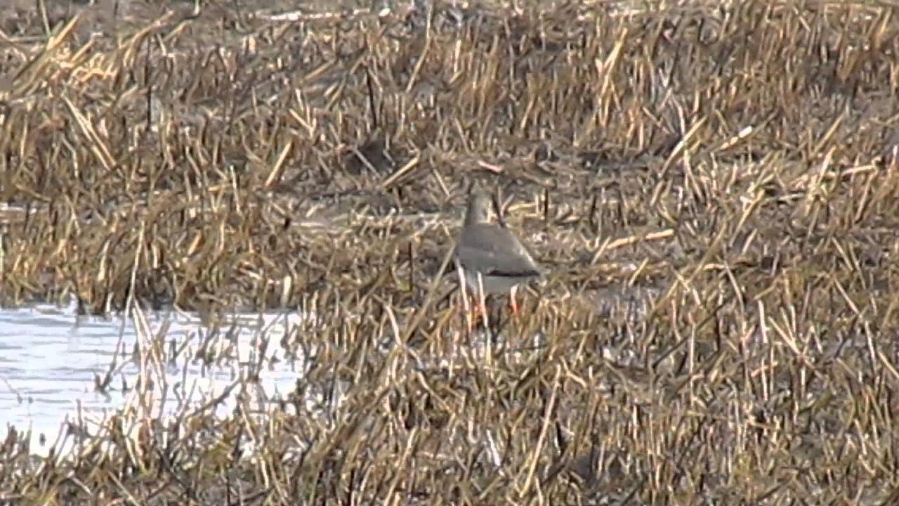Redshank display - YouTube