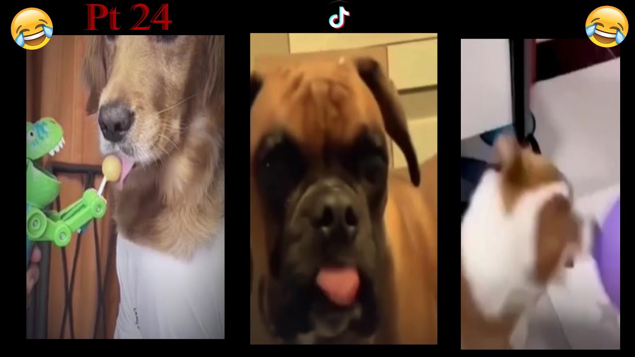 Funny Tik Tok animals - YouTube
