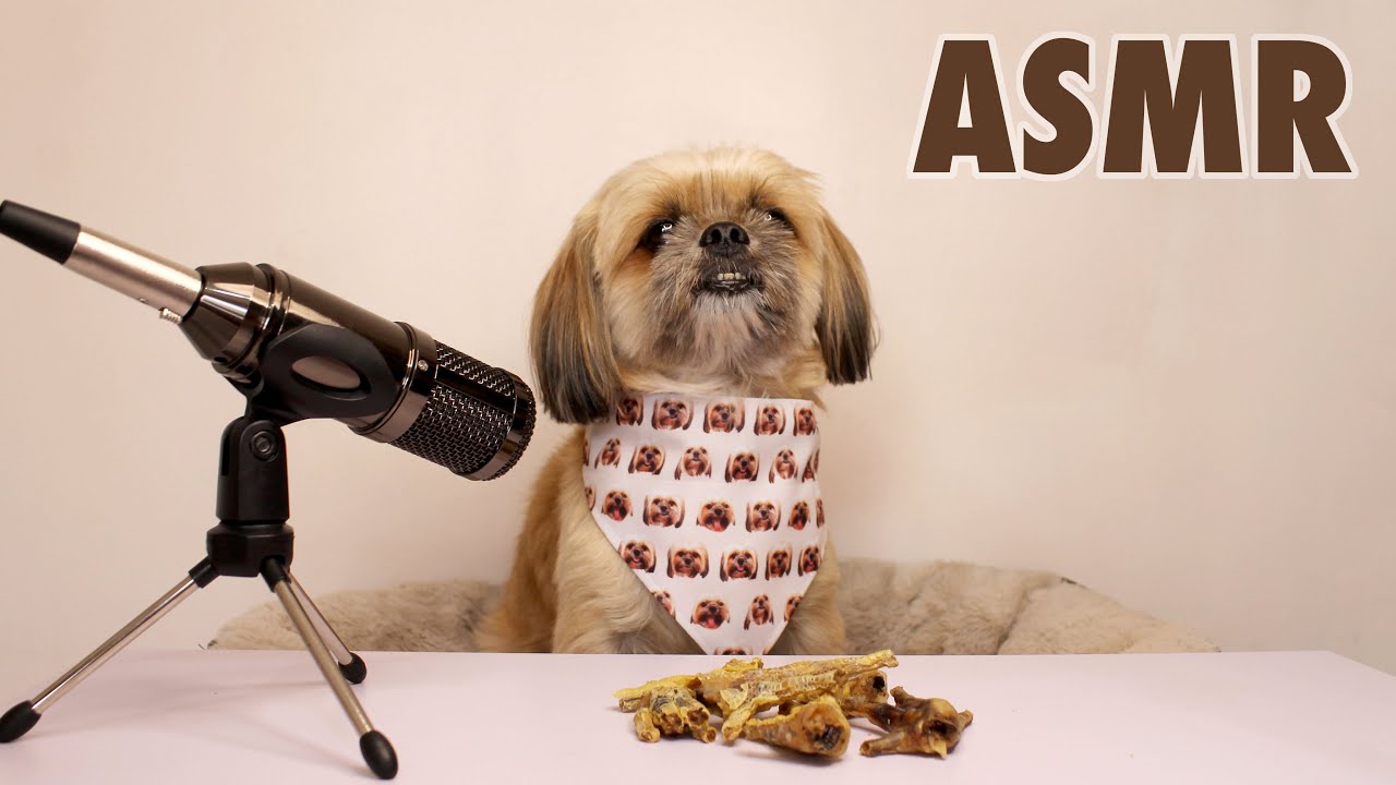 Shih Tzu Dog Eats Chicken Feet (No Taking Just Cromching) | ASMR ...