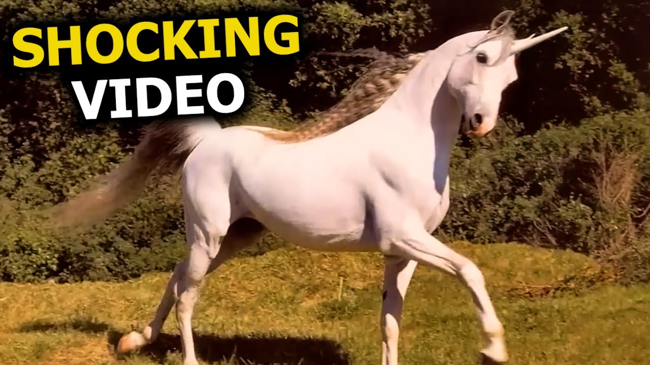 Bigfoot Caught on Trail Camera Footage | Trail Cams - YouTube