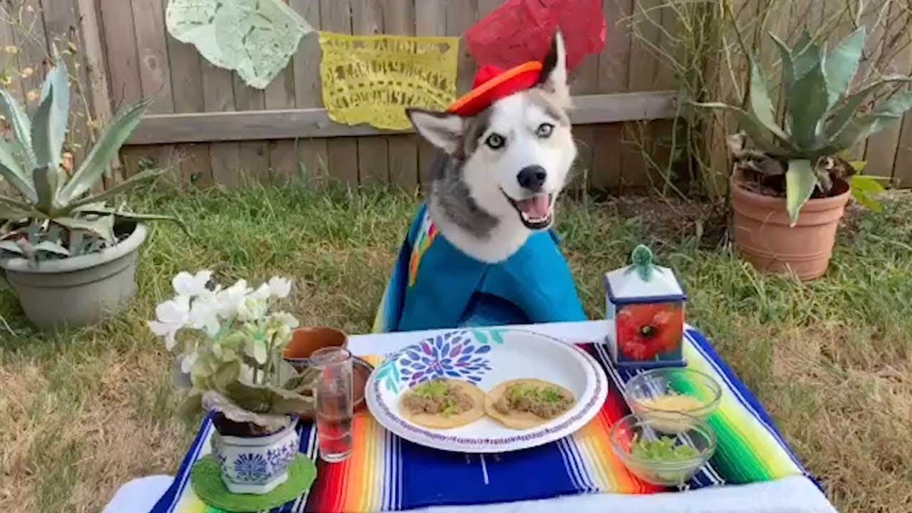 Lucky Husky Enjoys Taco Tuesday - YouTube