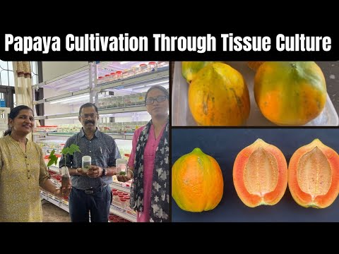 Papaya Cultivation through Tissue Culture |Thomas Biotech and Cytobacts ...