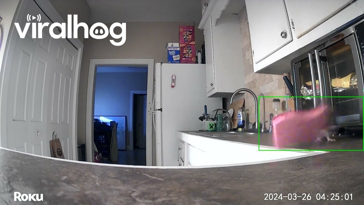 Mouse Steals Kitchen Sponge || ViralHog - YouTube