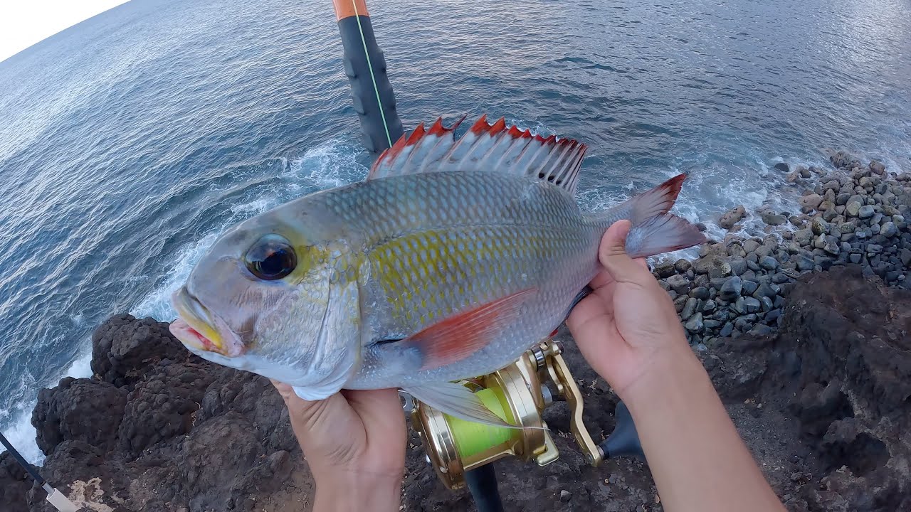 Dunking & Sliding Live Bait! Short Fishing Sesh in Hawaii - YouTube