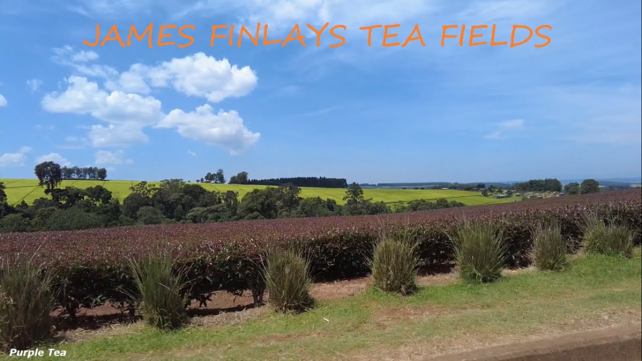 JAMES FINLAYS VAST TEA FIELDS KERICHO RIFTVALLEY KENYA - YouTube