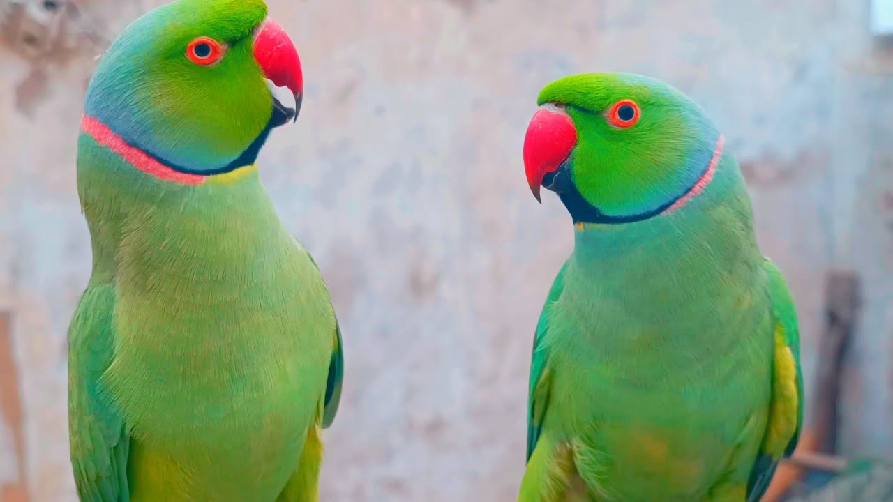 Best Talking and Dancing Parrots friendship Goal|Talking Parrot|parrot ...