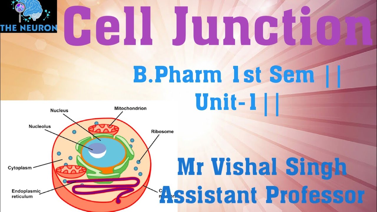 Cell Junction || B.Pharm || Unit-1 || Human anatomy & Physiology #HAP ...
