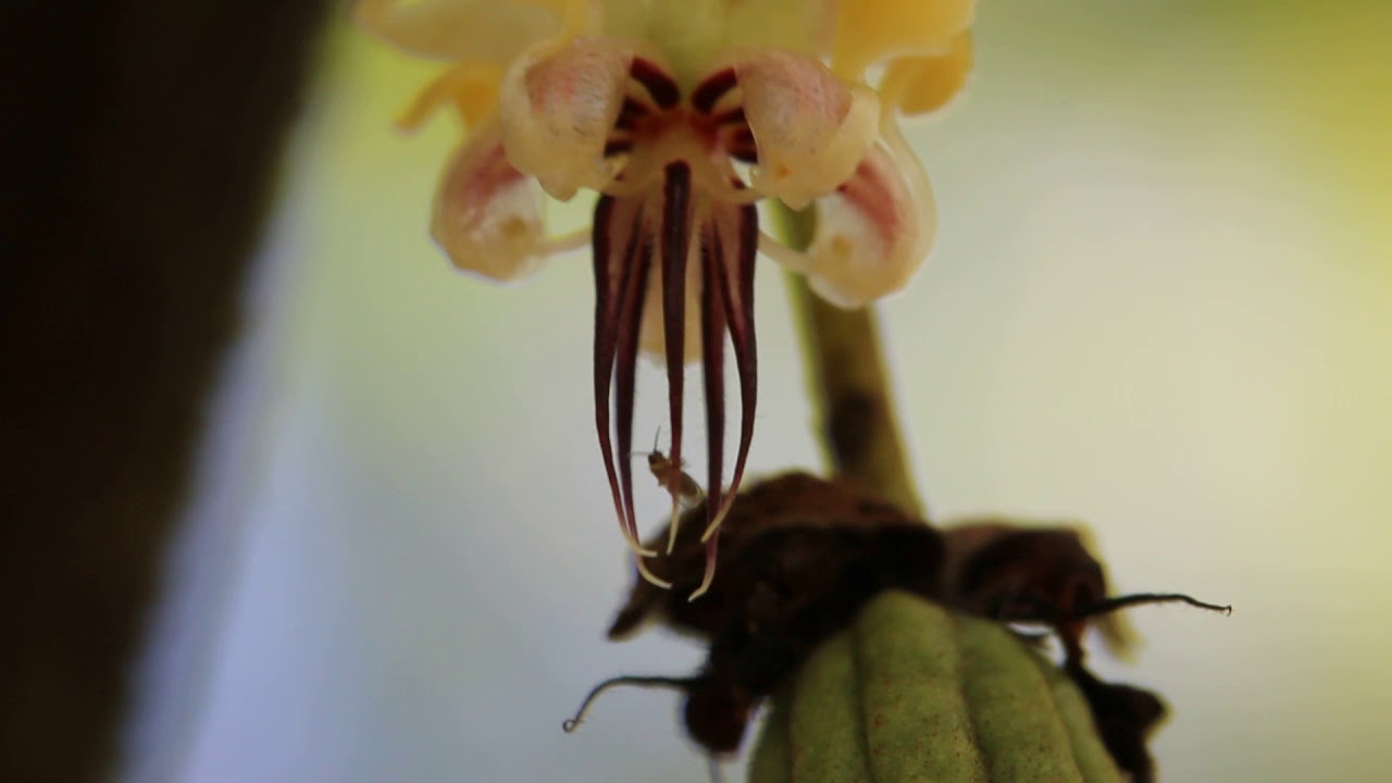 Female midge explores cacao pistil. Indonesia. Samantha J. Forbes ...